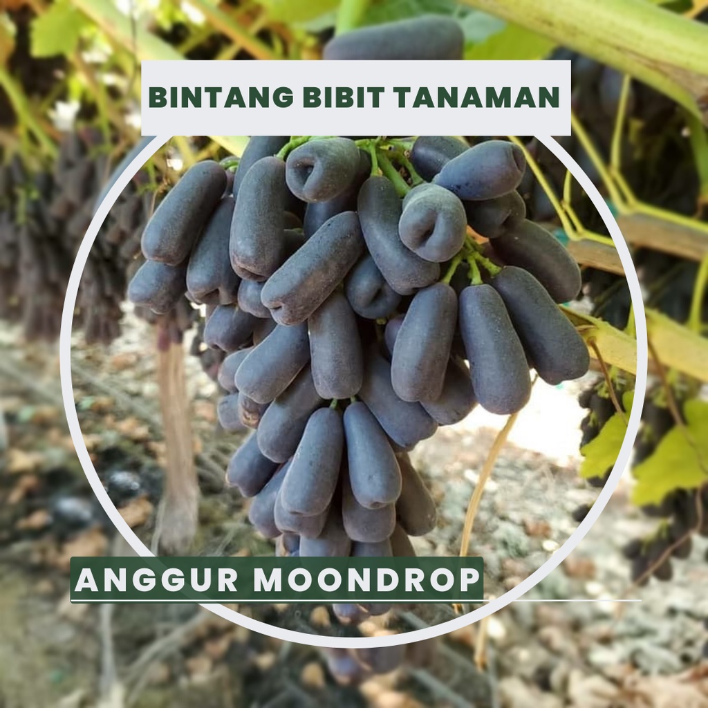 Jual Bibit Anggur Impor Mondrop anggur moondrop hitam Tanaman Buah ... Jual Bibit Anggur Impor Mondrop anggur moondrop hitam Tanaman Buah ...