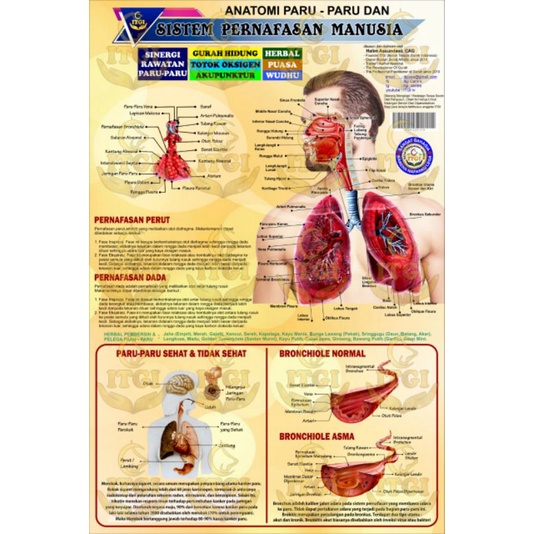 Jual POSTER ANATOMI PARU | Shopee Indonesia