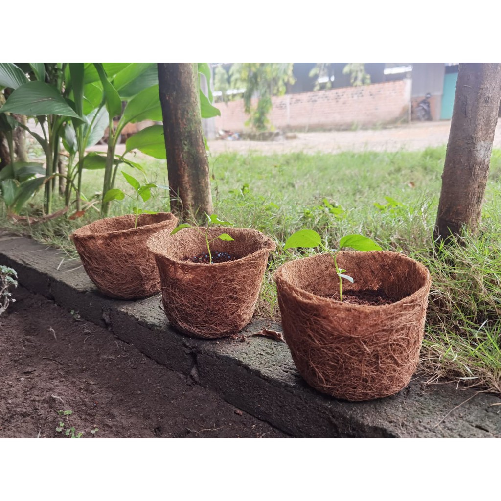 Jual Coco Fiber Pot / Pot Bunga / CocoPot / Pot Anggrek Dari Sabut ...