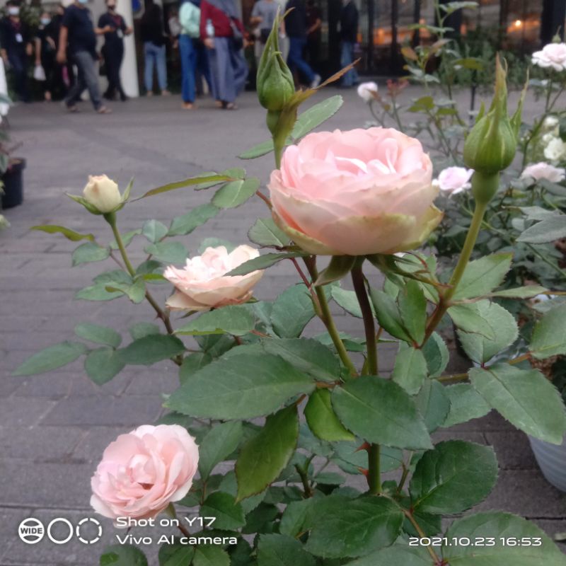 Jual bunga mawar import LOVELY ROCOCO tanaman hias tanaman outdoor ...