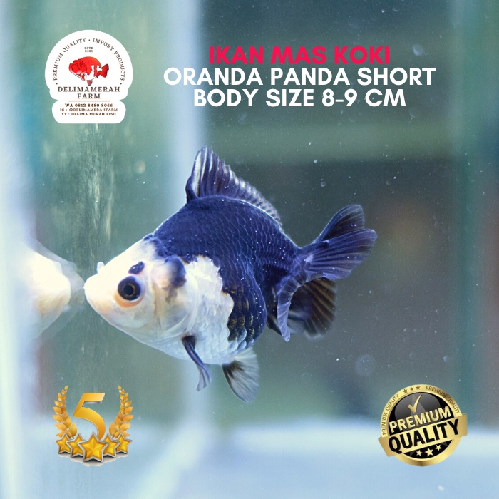 Jual IKAN MAS KOKI ORANDA PANDA SHORT BODY SIZE 8-9 CM | Shopee Indonesia