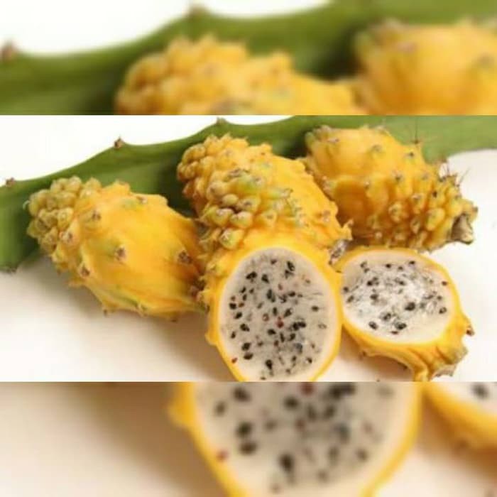 Jual Tanaman Jadi !! Bibit Buah Naga Kuning | Shopee Indonesia