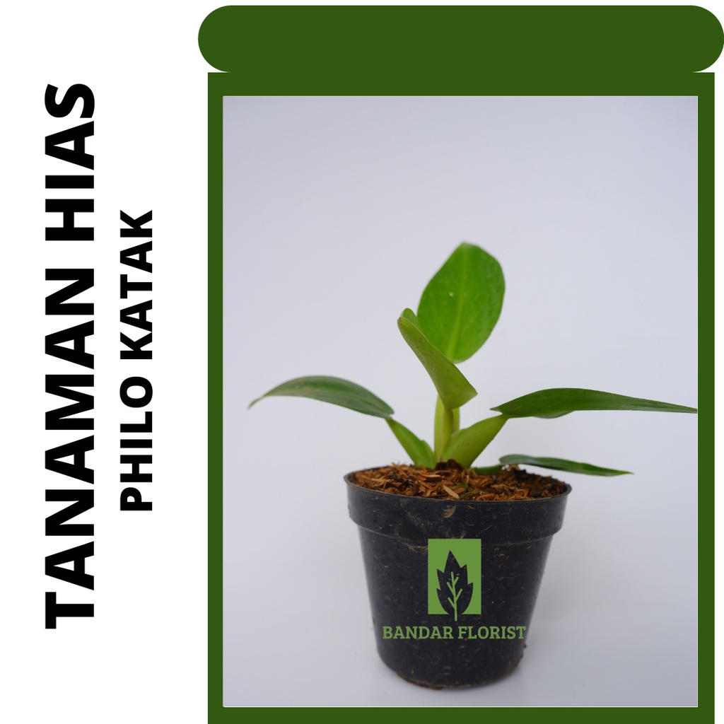 Jual tanaman hias philo katak - tanaman hidup - sudah berakar | Shopee ...