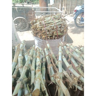 Jual bibit suket rumput odot super per stek batang | Shopee Indonesia