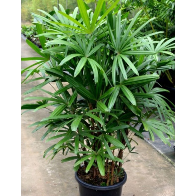 Jual TANAMAN WAREGU | Shopee Indonesia