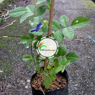 Jual #_# Bibit Tanaman Bunga Teleng - Pohon Kembang Telang - Tanaman ...