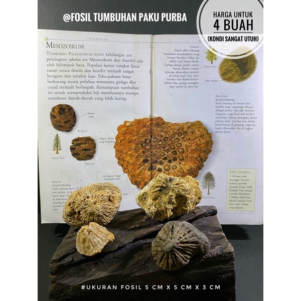 Jual Fosil Tumbuhan Paku E2 atau Fosil Tanaman Purba atau Fosil ...