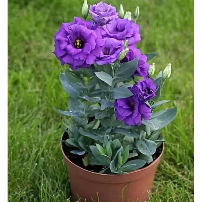 Jangan Lewatkan! 39+ Tanaman Bunga Lisianthus yang Lagi Ngetrend ...