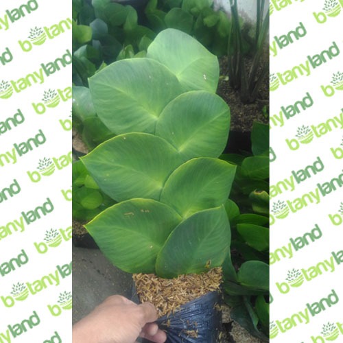 Jual Tanaman Dollar - climbing plant - climbing dolar - tanaman rambat ...