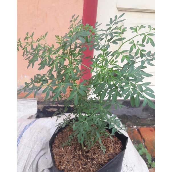 Jual Herbal Inggu Tanaman Untuk Meredakan Demam dan Sakit Kepala Untuk ...