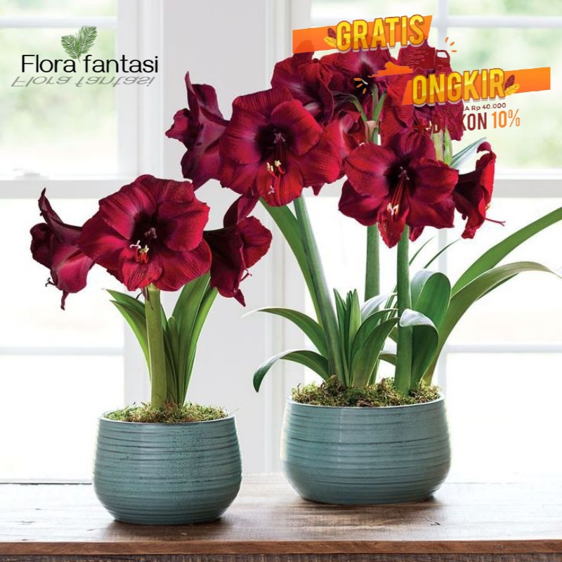 Jual Tanaman hias hidup amarillys red maroon enjoy ( TANAMAN HIAS HIDUP ...