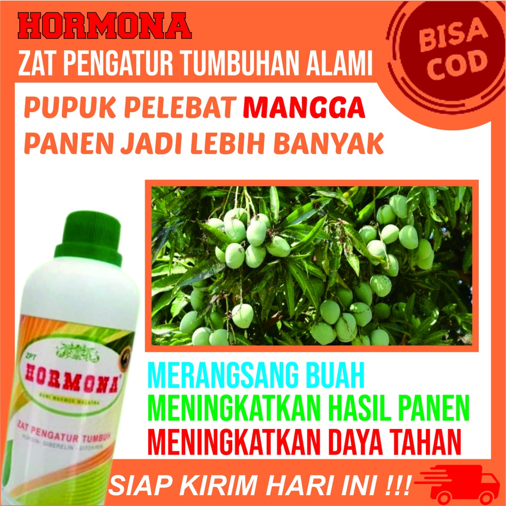 Jual (100% AMPUH) PUPUK CAIR HORMONA 500 ML Pupuk Pelebat Buah Mangga Manis, Mangga Madu, Mangga ...