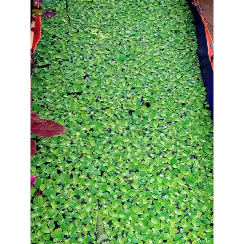 Jual Tanaman apung /Apu-apu, kapu-kapu, atau kayu apung (Pistia ...