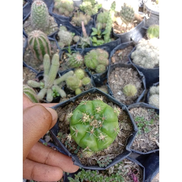 Jual kaktus damsi ukuran mini/kaktus murah/kaktus pasaman/kaktus ...