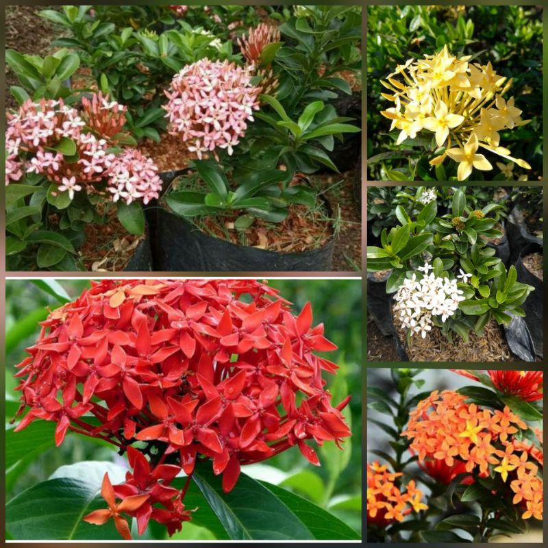 Jual bunga asoka mini suko pink putih kuning orange merah asoka jambon ...