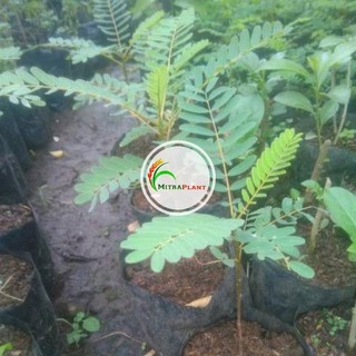 Jual Pusat Benih Tanaman. Bibit Tanaman Bunga Turi Putih - Pohon ...