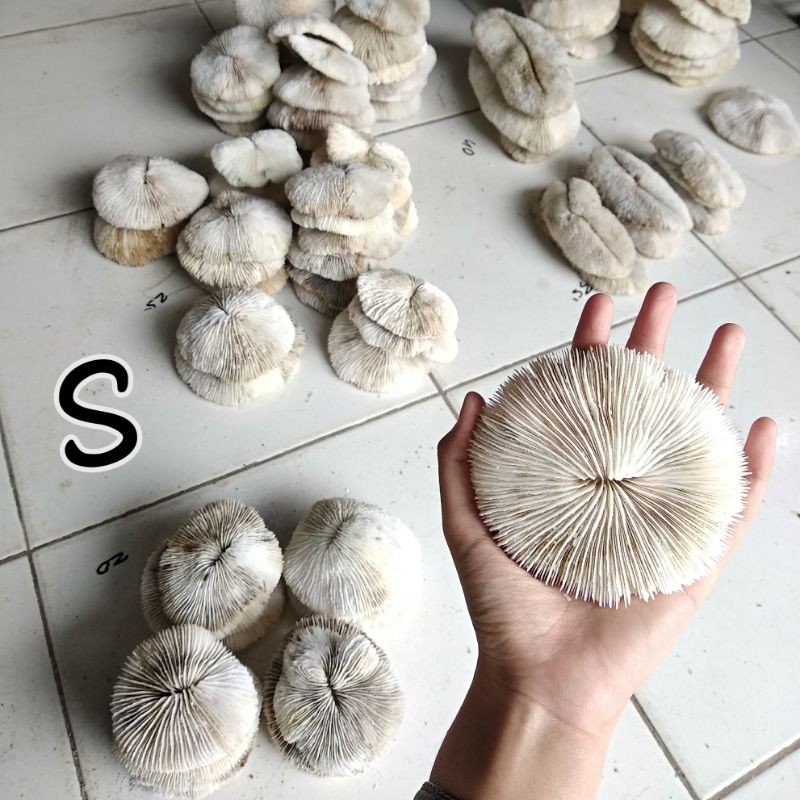 Jual Batu karang laut asli natural coral anemon dekorasi ornamen ...