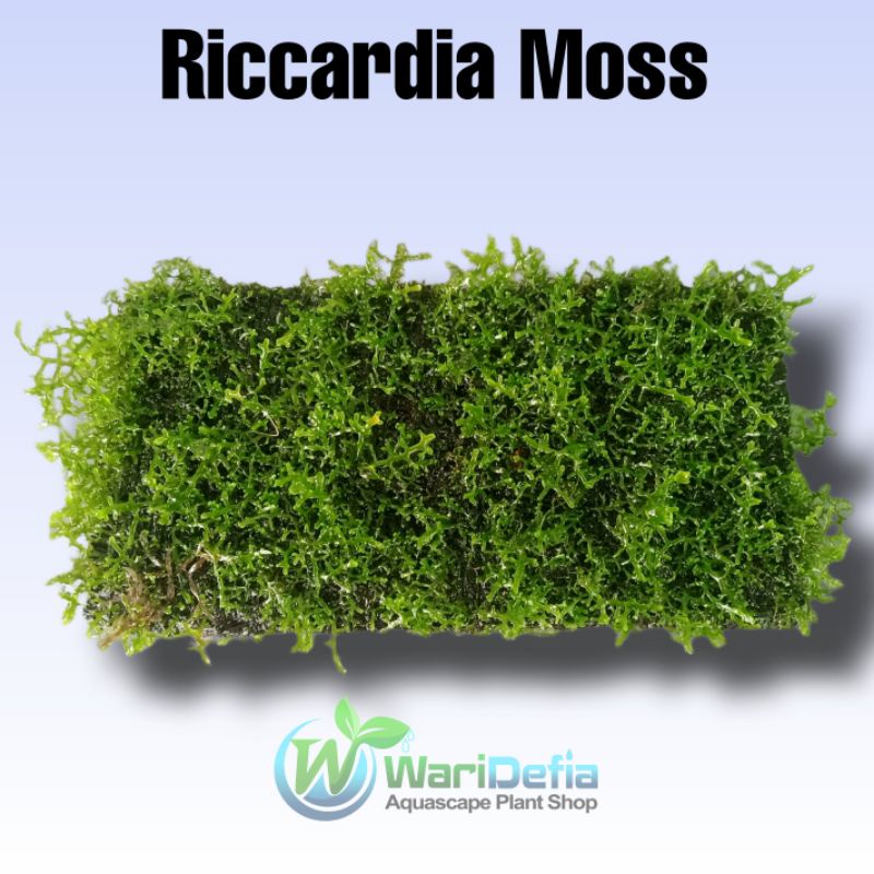 Jual Riccardia Moss Tanaman Aquascape Media Lempeng Pakis | Shopee ...