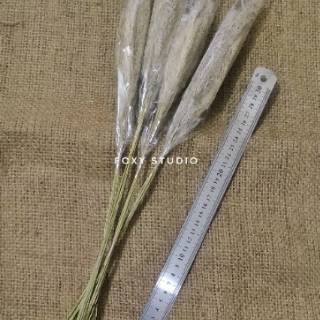 Bunga alang alang kering/ilalang 10pcs/rumput alang alang | Shopee ...