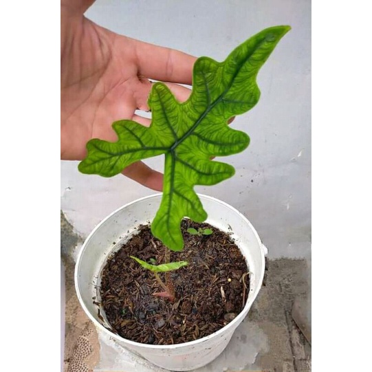 Jual alocasia jeklin rawatan 1 daun.. 100% foto kamera hp. | Shopee ...