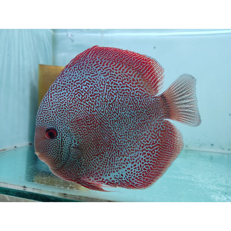 Jual Ikan Discus Panthera 5 inch Import | Shopee Indonesia