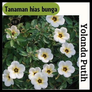 Jual Tanaman hias yolanda - bunga yolanda - bunga pukul sembilan - 2 ...