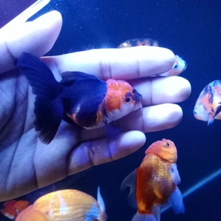 Jual Ikan Koki Panda & Tricolour size 789cm | Shopee Indonesia