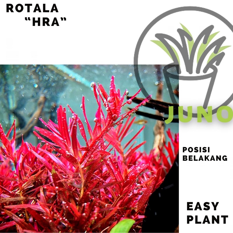 Jual Rotala Hra - Tanaman Aquascape -Tanaman Aquarium -Tanaman Aquascape Tanpa Co2 | Shopee ...