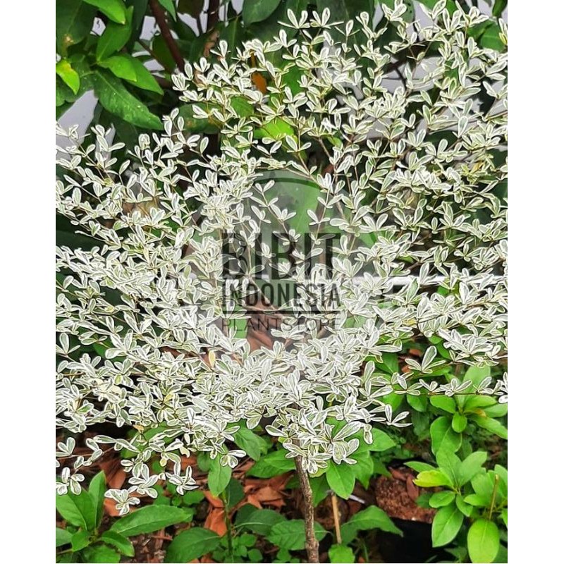 Jual BIBIT BUNGA KETAPANG KENCANA VARIGATA PUTIH | Shopee Indonesia