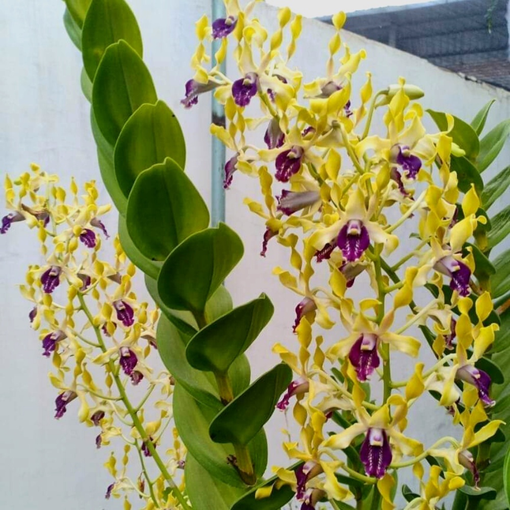 Jual Seedling Anggrek Dendrobium Alexandra Rayna Alinazeta Anggrek ...