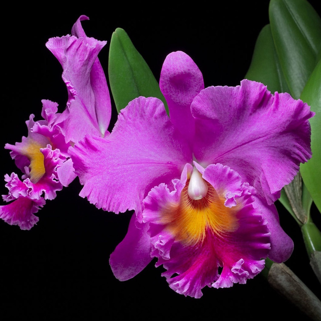 Jual Anggrek Cattleya Hybrid ID Koleksi Dewasa Siap Bunga | Shopee ...