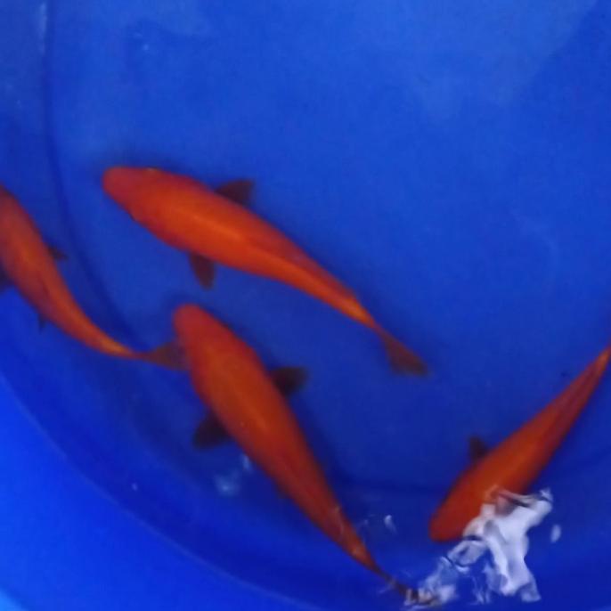 Harga Benigoi Terbaru Mei 2024 |BigGo Indonesia