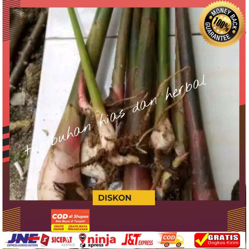 Jual bibit umbi bertunas kecombrang siap tanam bunga honje sayur ...
