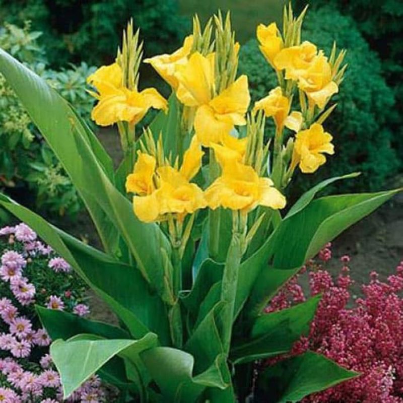 Jual tanaman hias bunga Kana kuning keadaan rimbun | Shopee Indonesia