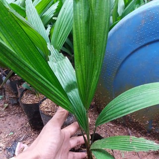 Jual bibit palm kol - tanaman palem kol - palm kol _ | Shopee Indonesia