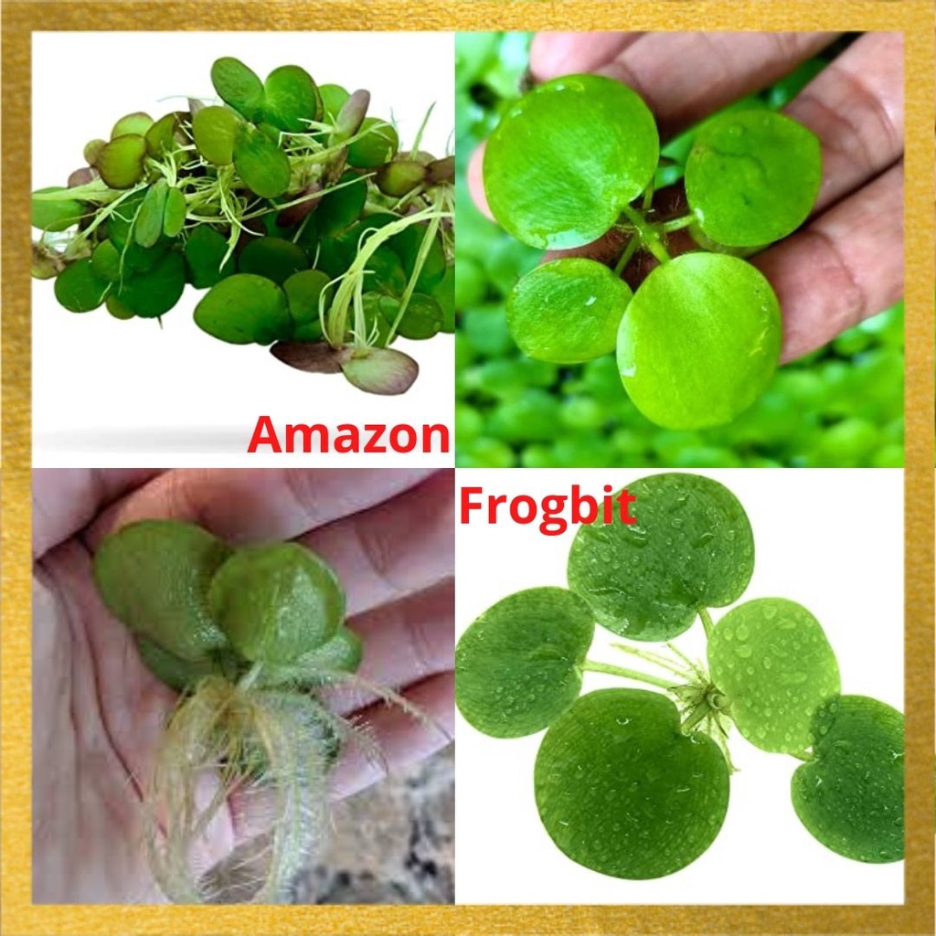 Jual Tanaman amazon frogbit tumbuhan air apung aquarium murah | Shopee ...