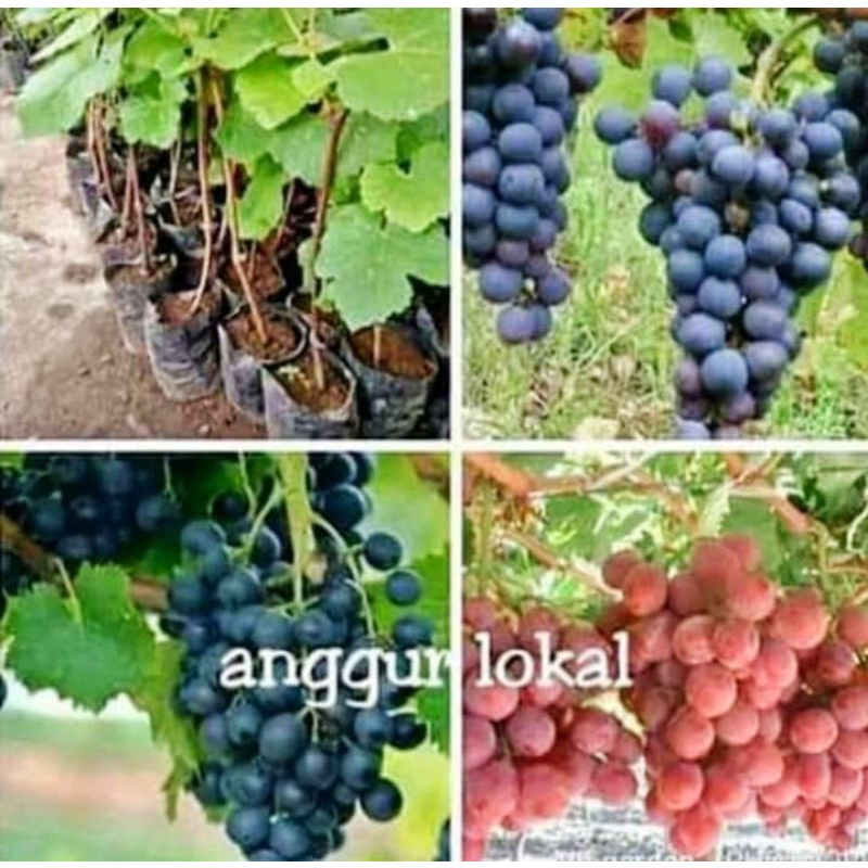 Jual ( BELI 3 GRATIS 2 ) BIBIT STEK ANGGUR ISABELLA Indonesia|Shopee ...