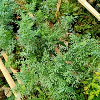 Jual Tanaman Herbal Daun Inggu | Shopee Indonesia