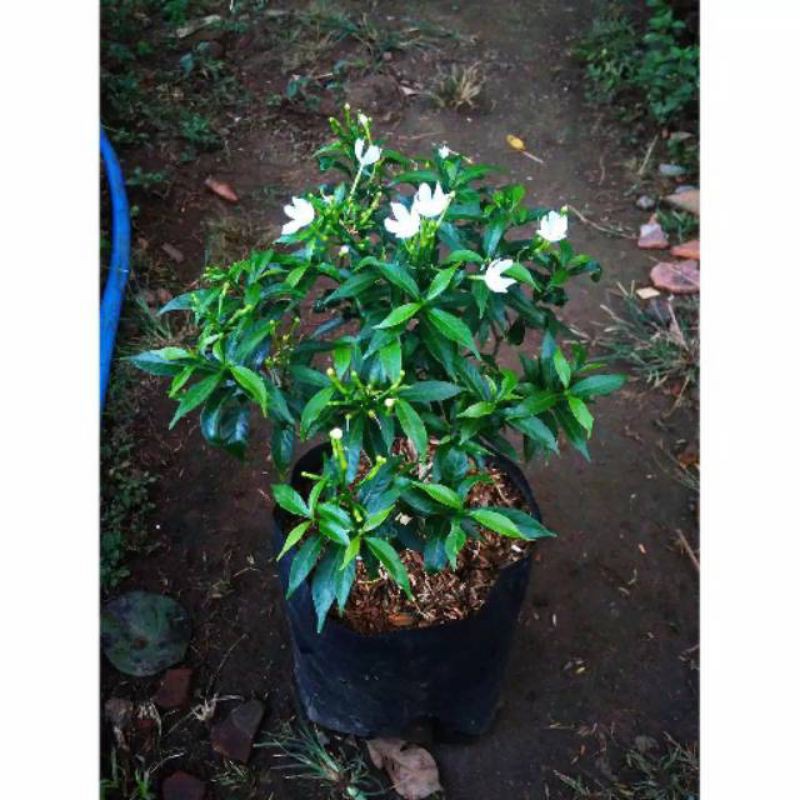 Harga rambosa Terbaru Jul 2025 | BigGo Indonesia