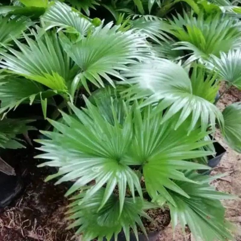 Jual Palm Sadeng | Shopee Indonesia