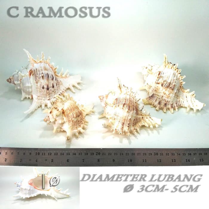 Jual cangkang shell kelomang keong umang hermid crab | Shopee Indonesia