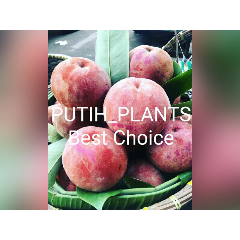 Jual PROMO Buah BisBul buah LANGKA / Diospyros Blancoi per kilogram ...