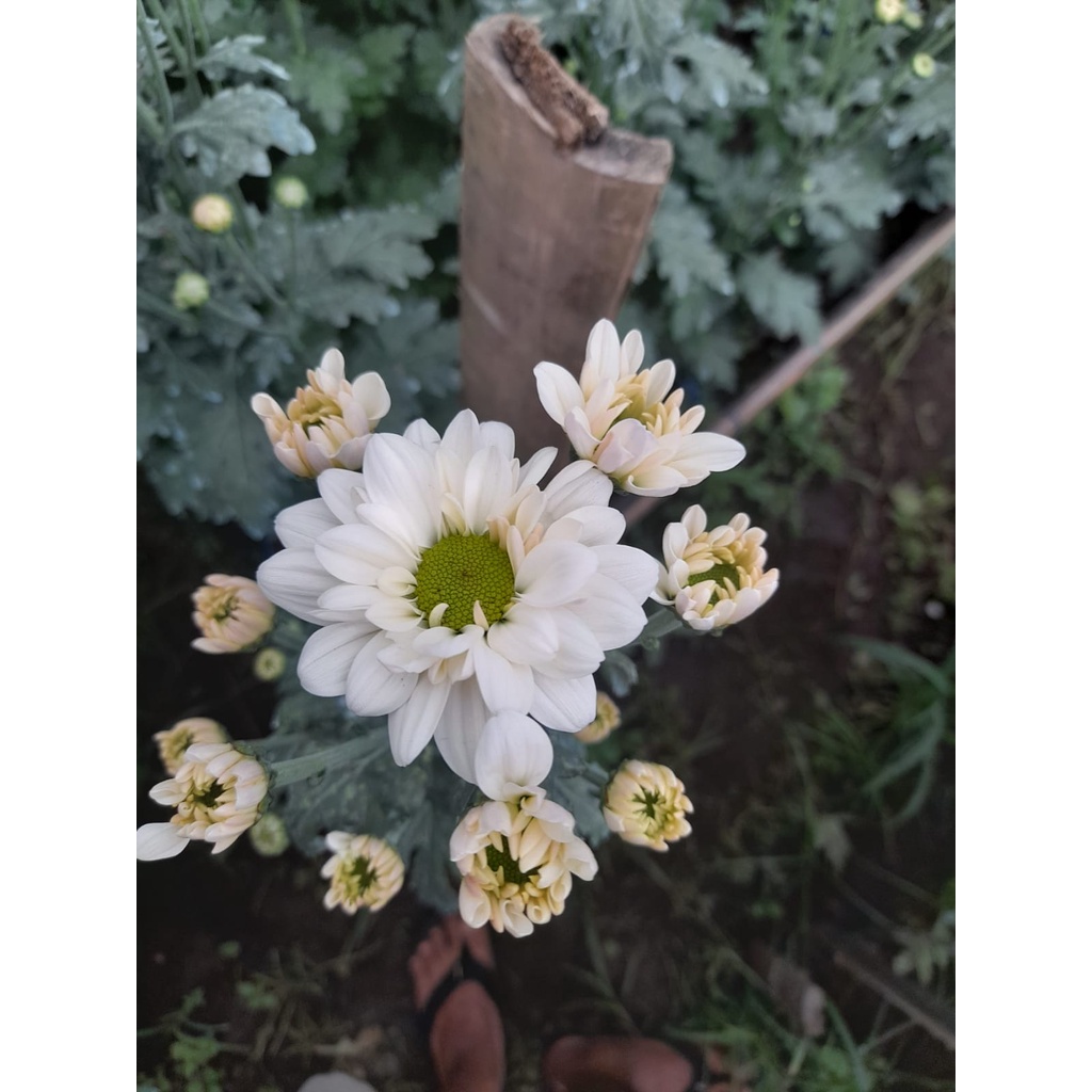 Jual Bunga ASTER Potong / Segar Warna PUTIH per ikat 10 batang Murah ...