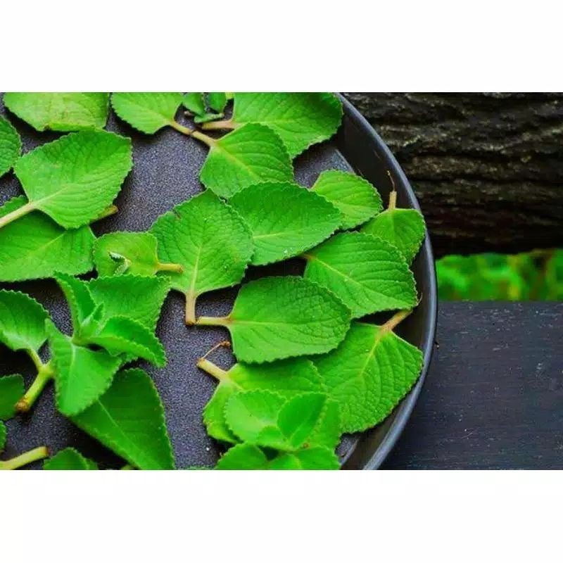Jual Daun tanaman Torbangun/Bangun" Asi Boster Indonesia|Shopee Indonesia