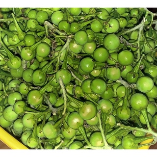 Jual RIMBANG SEGAR per 250Gram dengan segala Manfaat | Shopee Indonesia