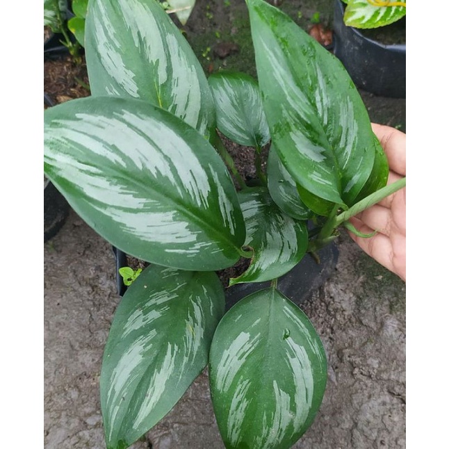 Jual scindapsus officinalis Indonesia|Shopee Indonesia