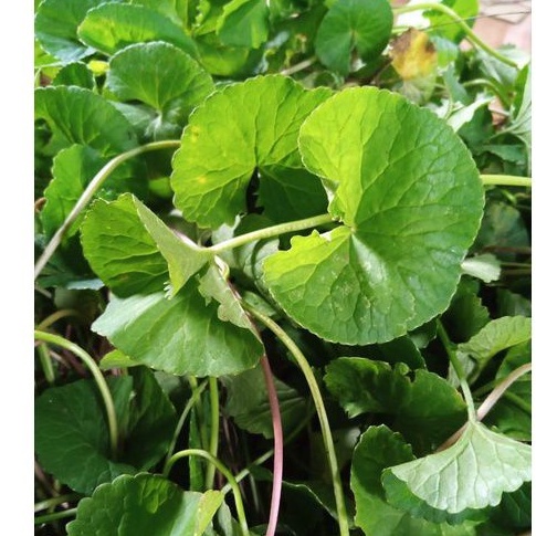 Jual Daun antanan, pegangan per 1 kg | Shopee Indonesia