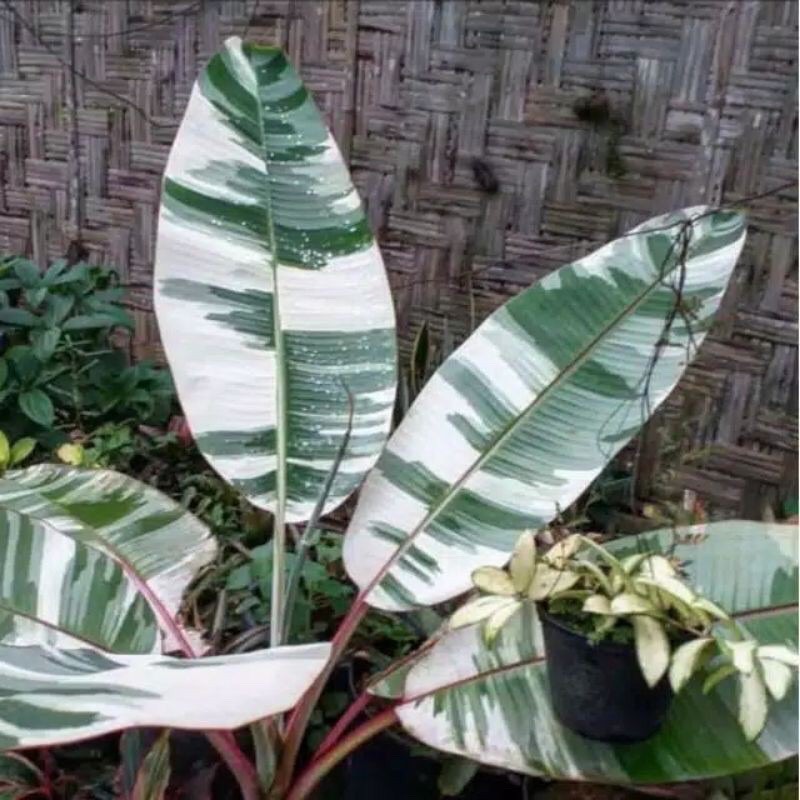 Jual tanaman varigata - pohon pisang variegata(hanya bonggol) | Shopee ...