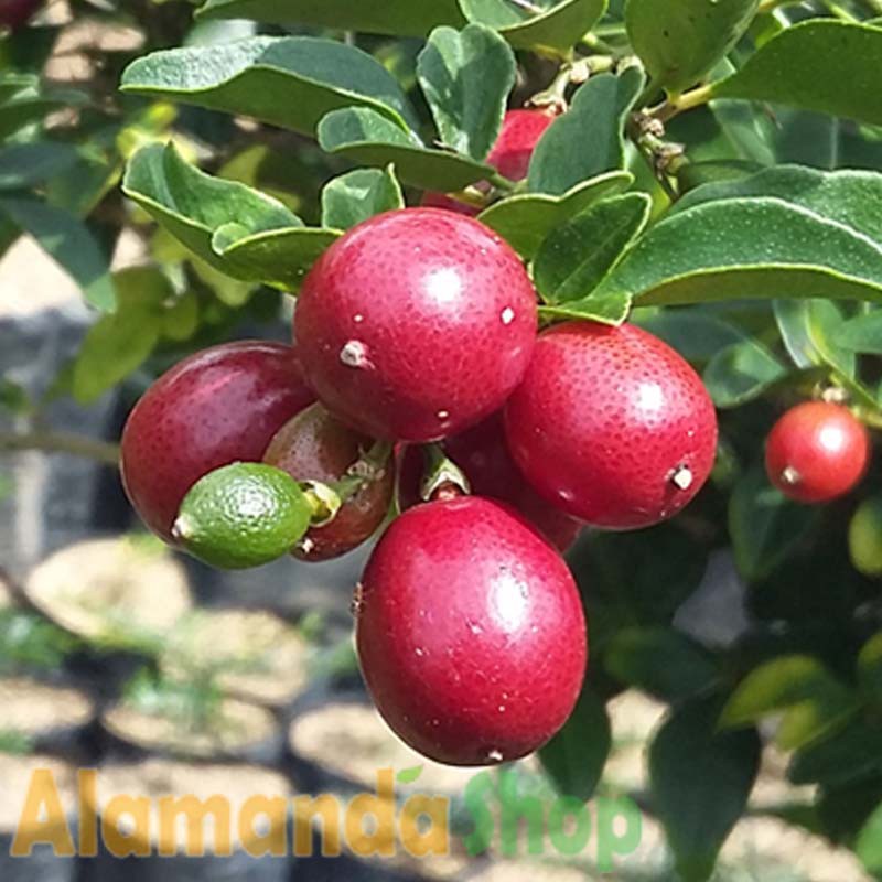 Tanaman Buah Jeruk Kingkit | Shopee Indonesia