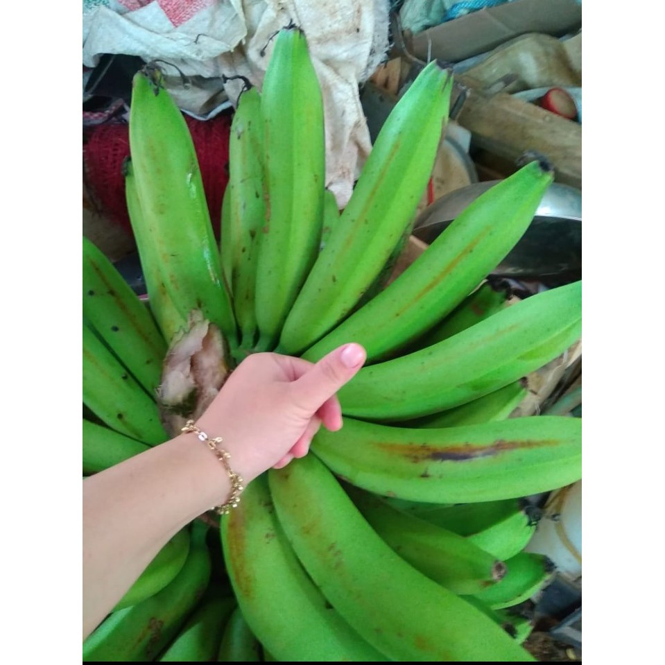 Jual Bibit pisang ambon lumut atau ambon hijau unggul kualitas terbaik ...